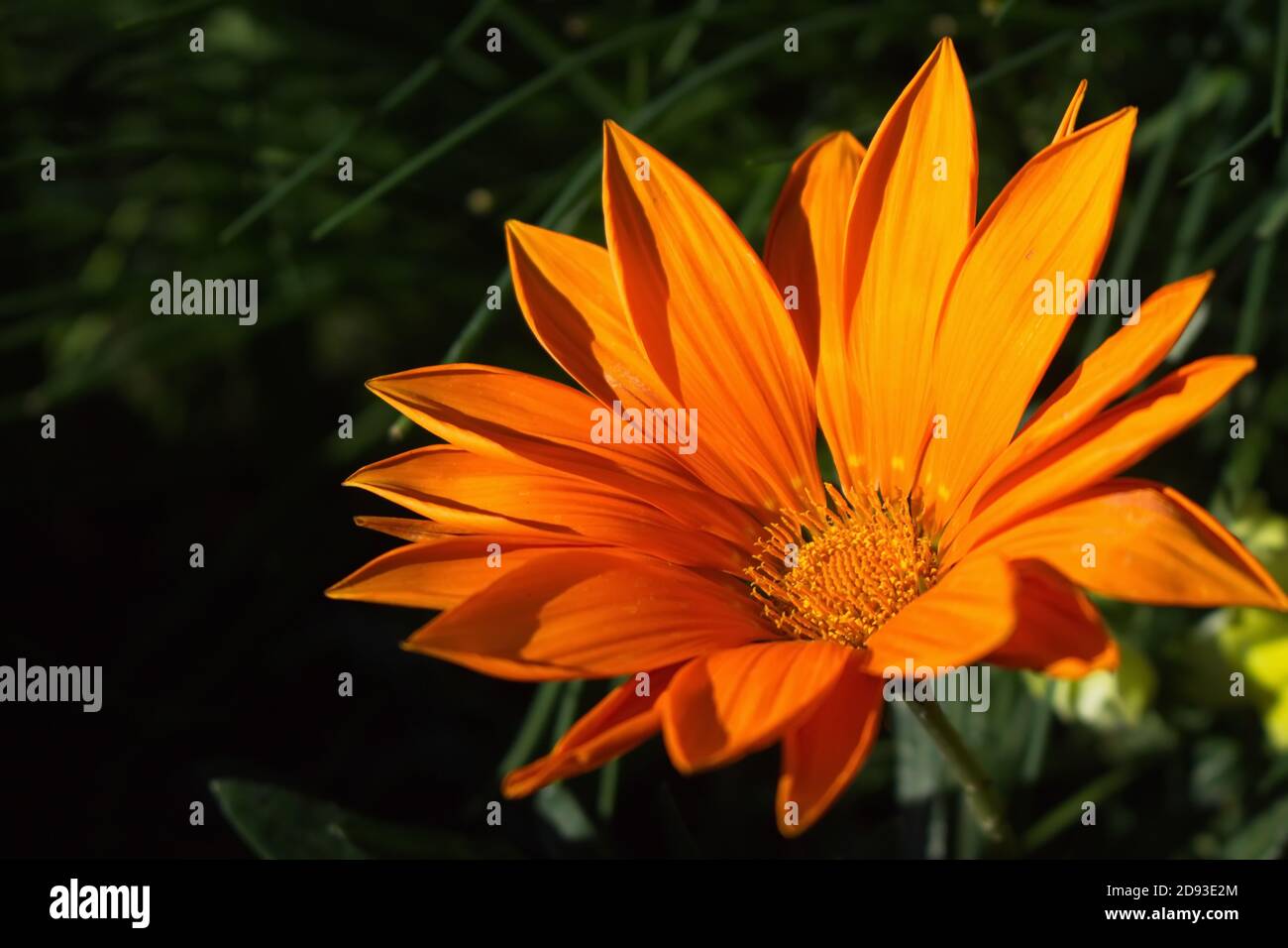 Flaming plant hi-res stock photography and images - Alamy