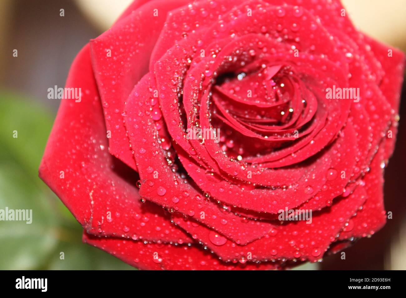 Close up flower : red rose inside with water drops Stock Photo - Alamy