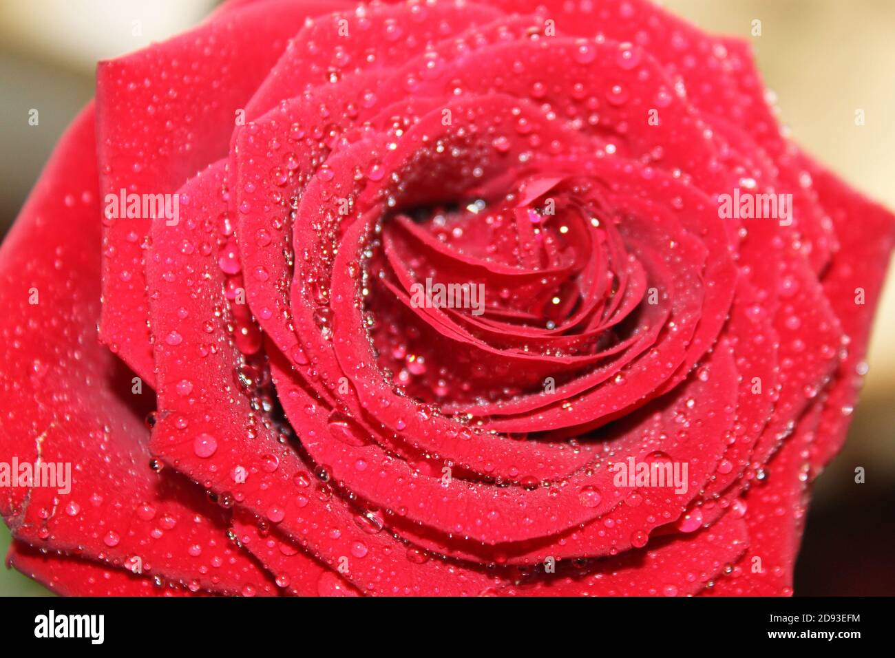 Close up flower : red rose inside with water drops Stock Photo - Alamy