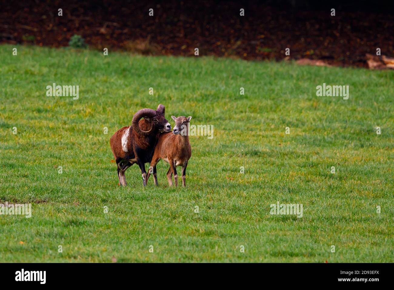 Rutting mouflon hi-res stock photography and images - Alamy