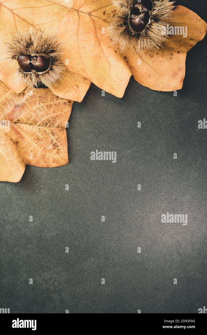 chestnuts in open shell Stock Photo - Alamy