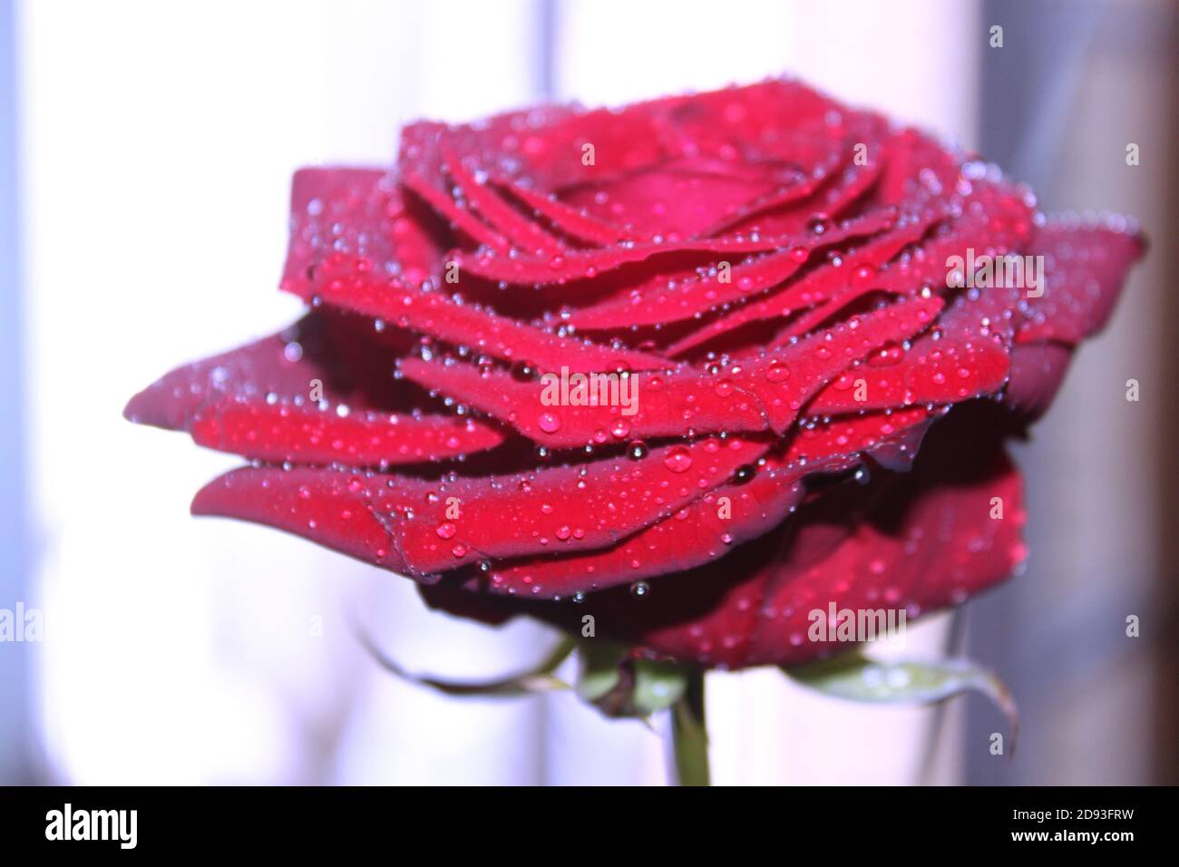 Close up flower : red rose inside with water drops Stock Photo - Alamy