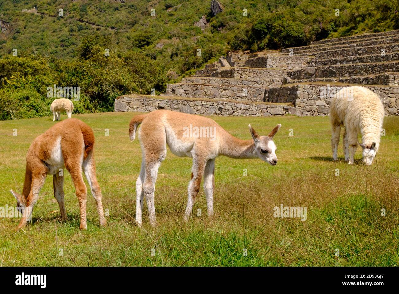 alpacas in Machu Picchu Lost City of Inca, Peru Stock Photo - Alamy