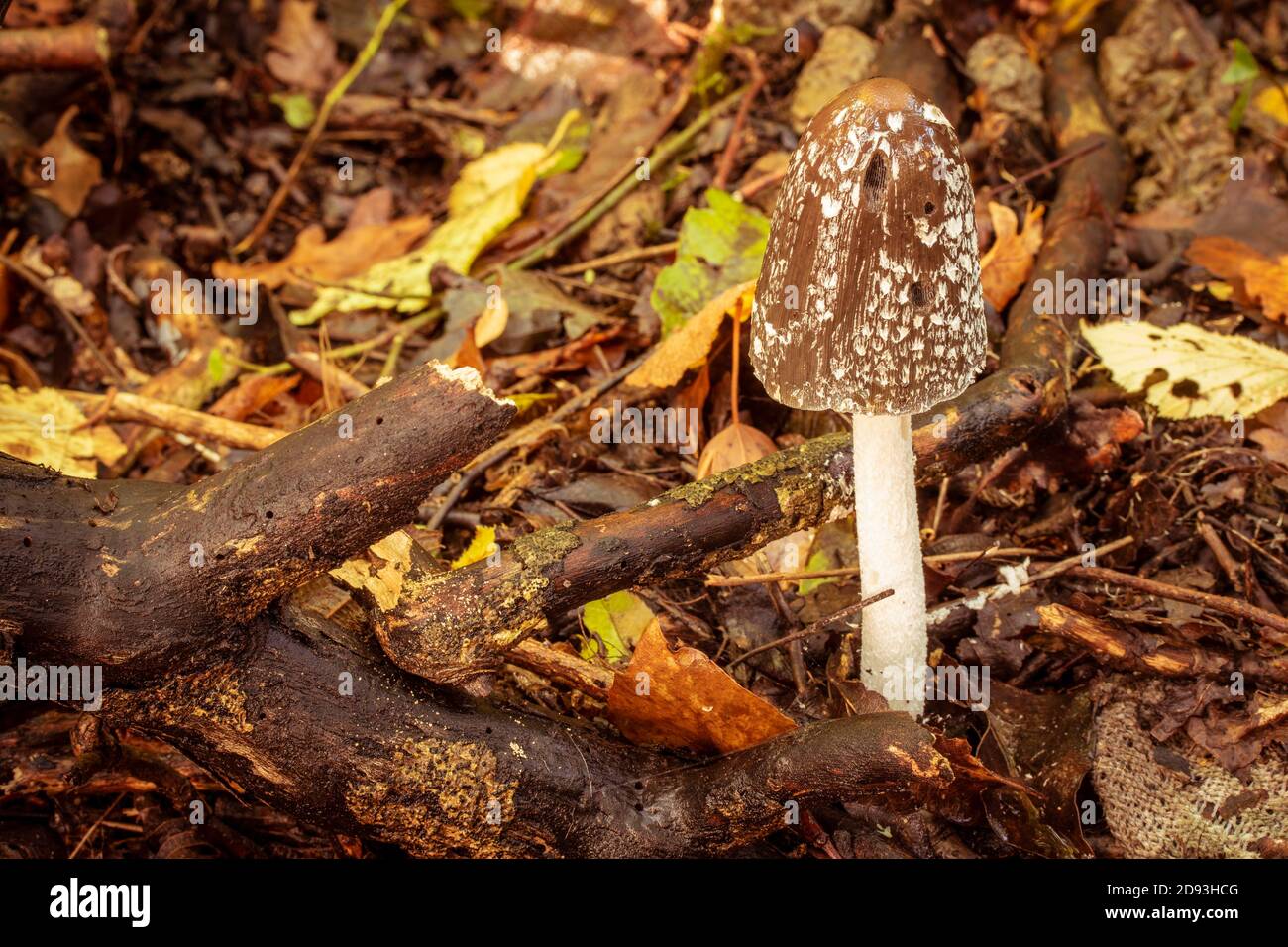 Magpie Inkcap Fungus in the autumn woodland landscape Stock Photo - Alamy