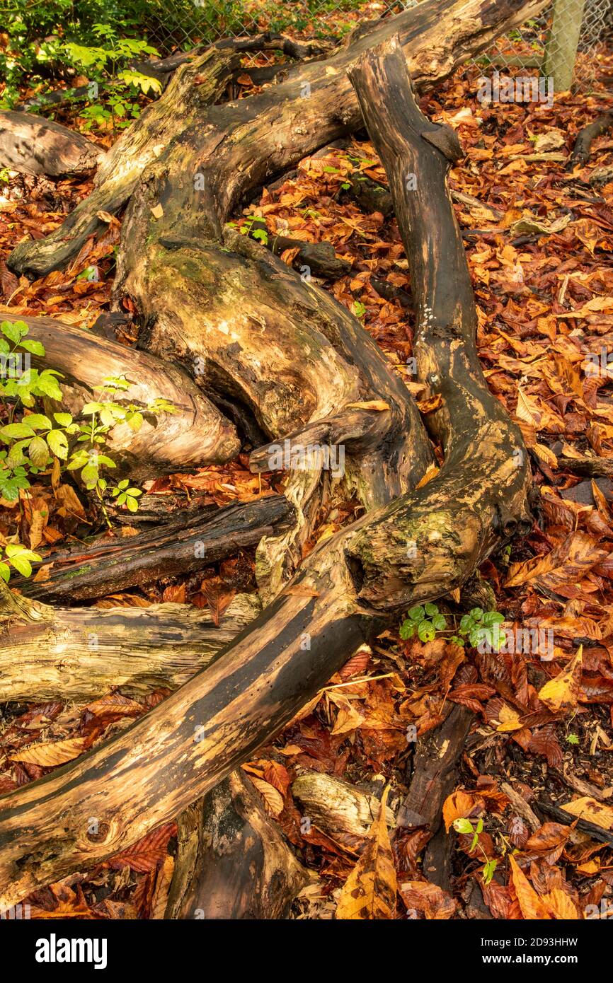 Autumn, fallen branches and colourful leaf litter in a landscape ...