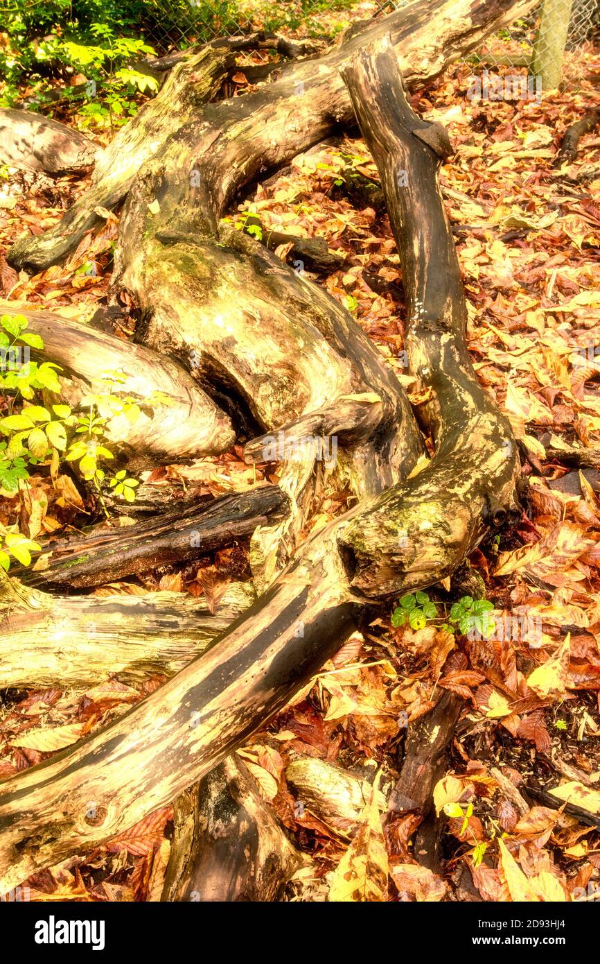 Autumn, fallen branches and colourful leaf litter in a landscape ...