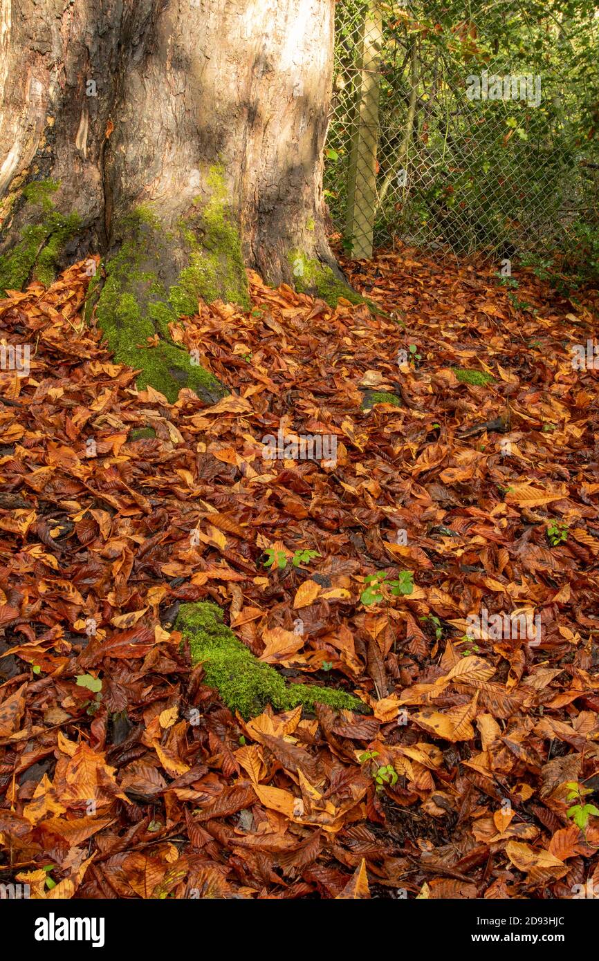 Autumn, fallen branches and colourful leaf litter in a landscape ...