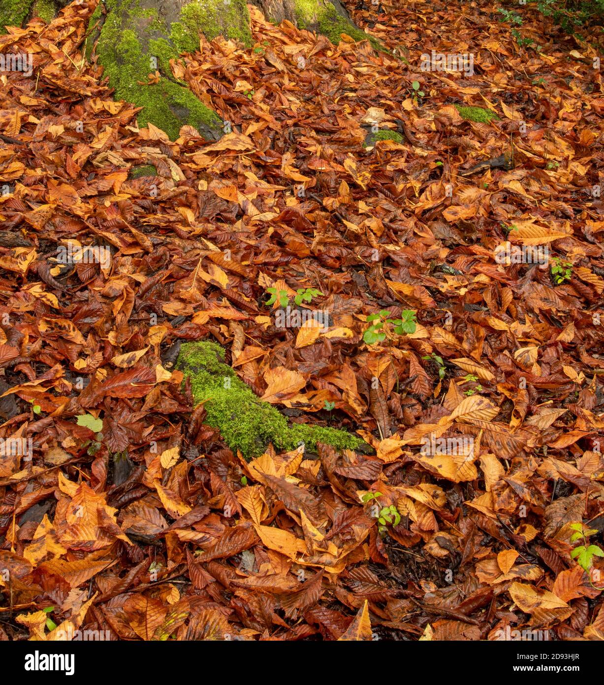 Display simple leaf structures hi-res stock photography and images - Alamy