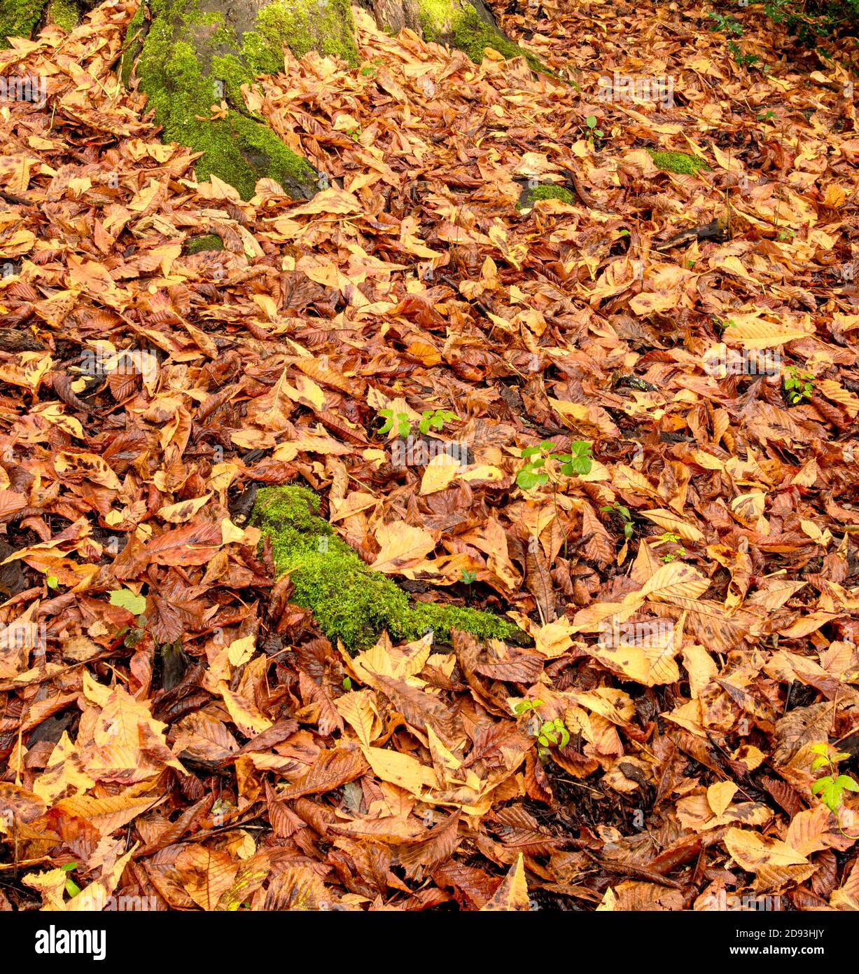 Autumn, fallen branches and colourful leaf litter in a landscape ...