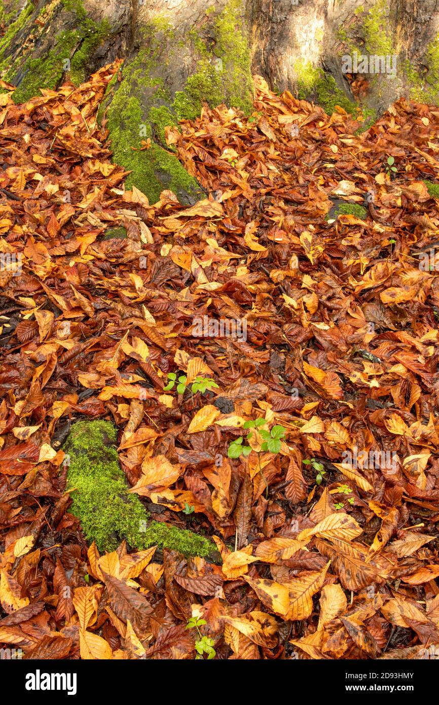 Autumn, fallen branches and colourful leaf litter in a landscape ...
