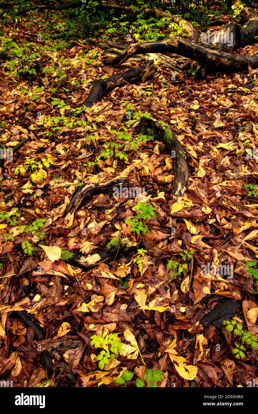 Autumn, fallen branches and colourful leaf litter in a landscape ...