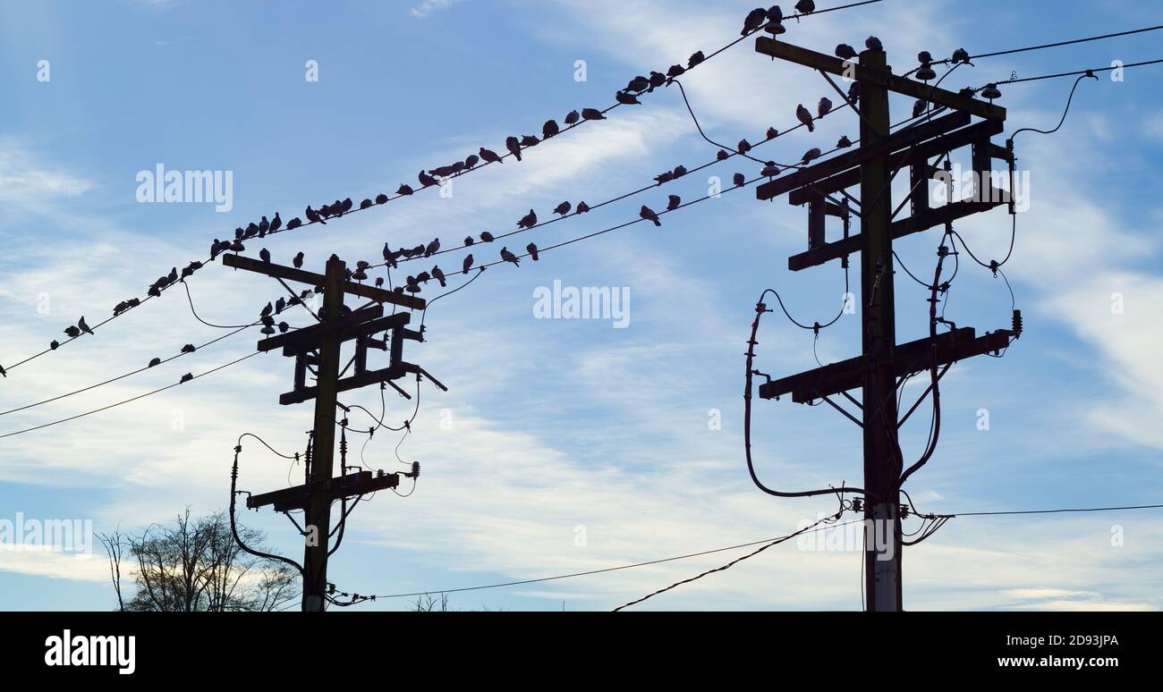 high contrast, birds on power line near burnaby lake Stock Photo - Alamy