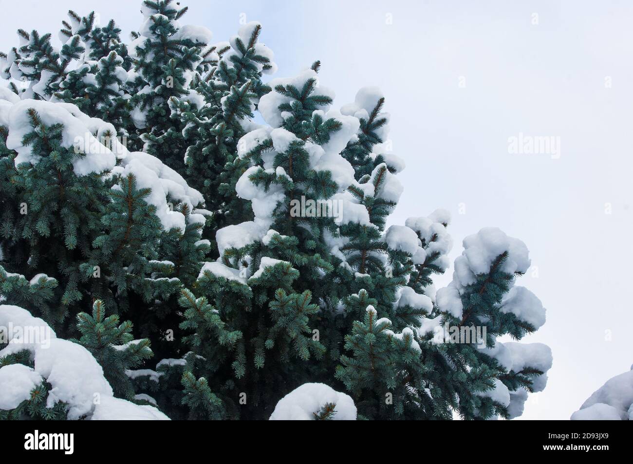 Green fluffy fir tree in the snow Stock Photo - Alamy