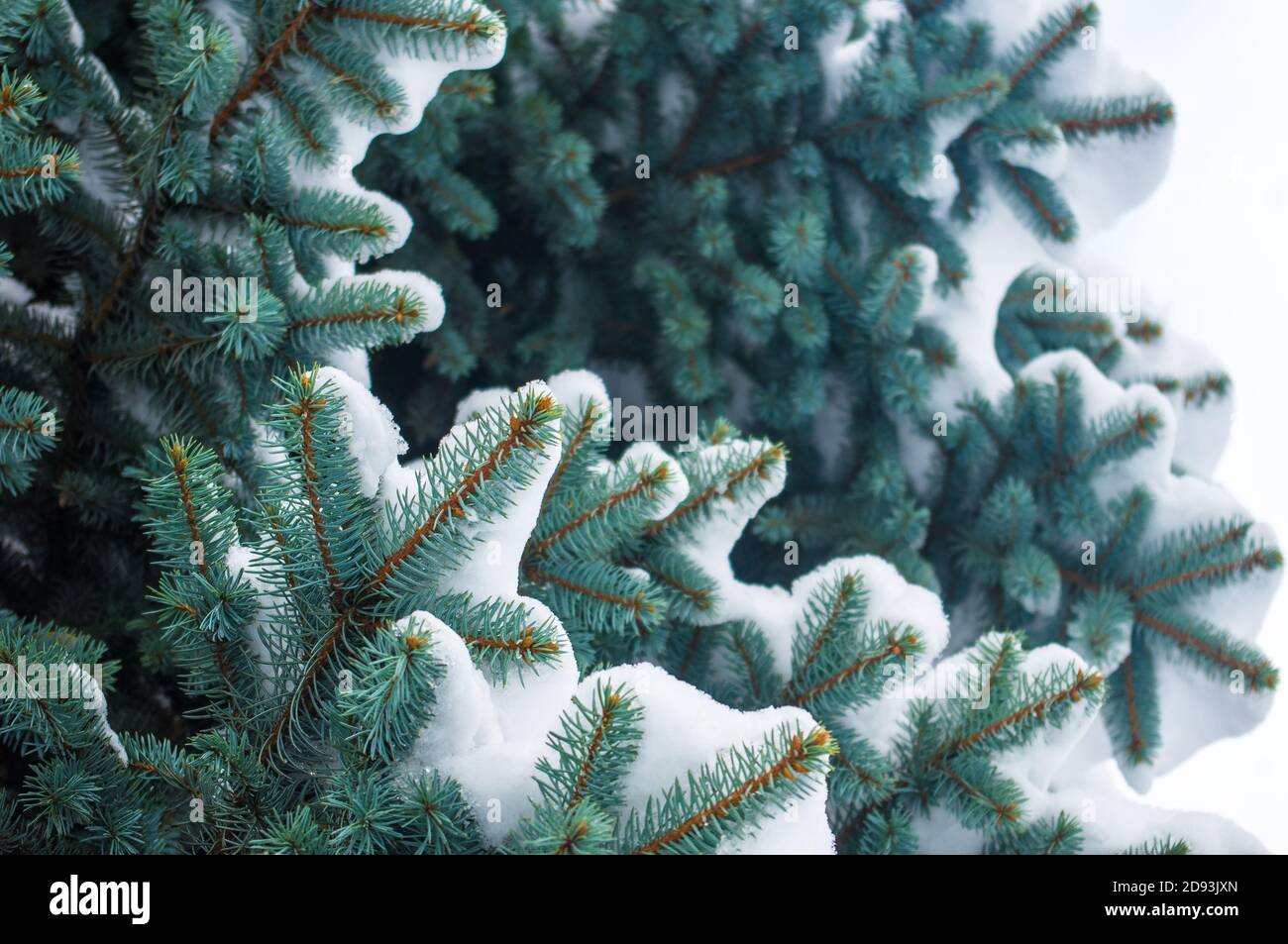 Green fluffy fir tree branch in the snow Stock Photo - Alamy
