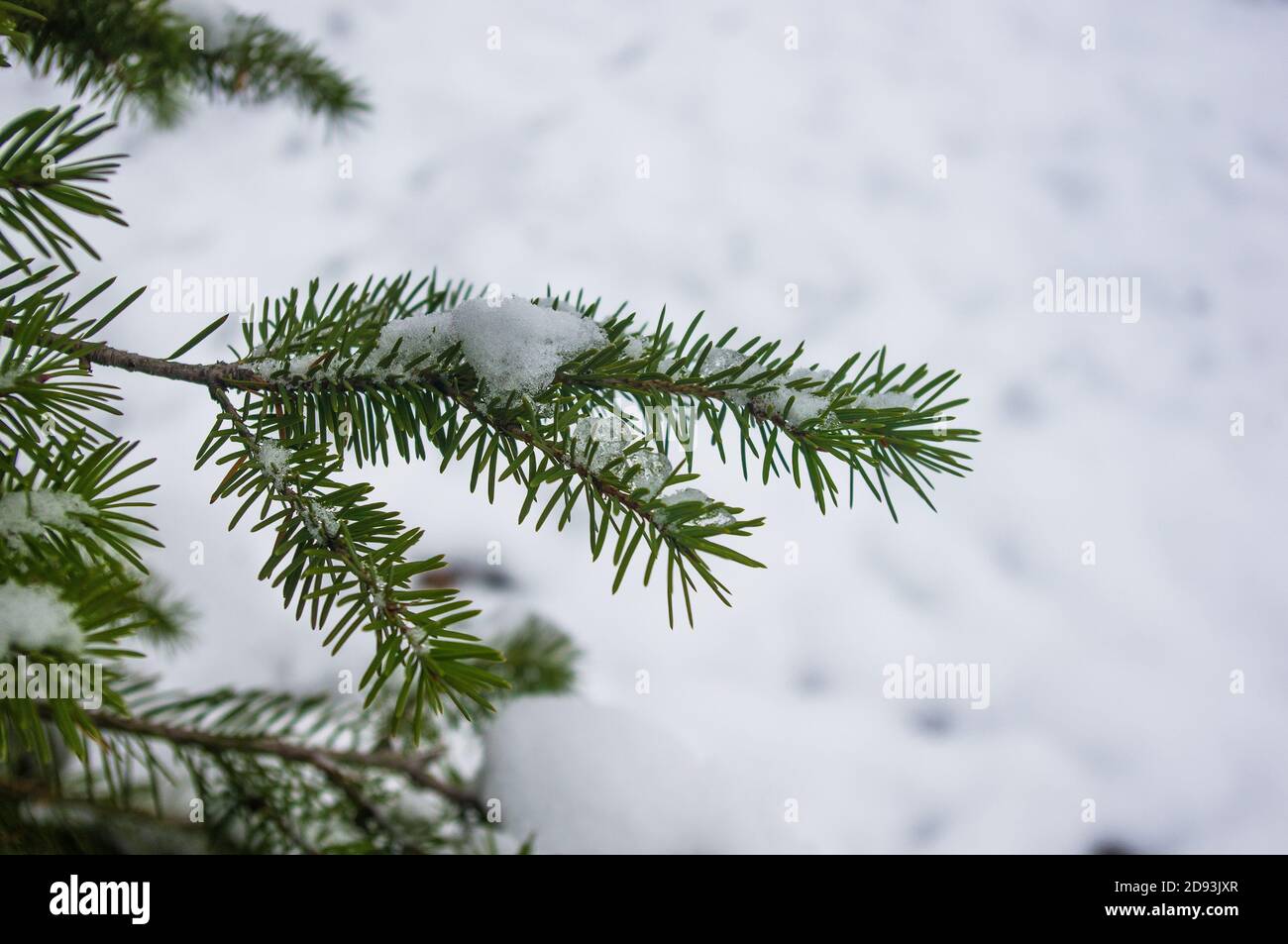 Fluffy branch fir tree hi-res stock photography and images - Alamy
