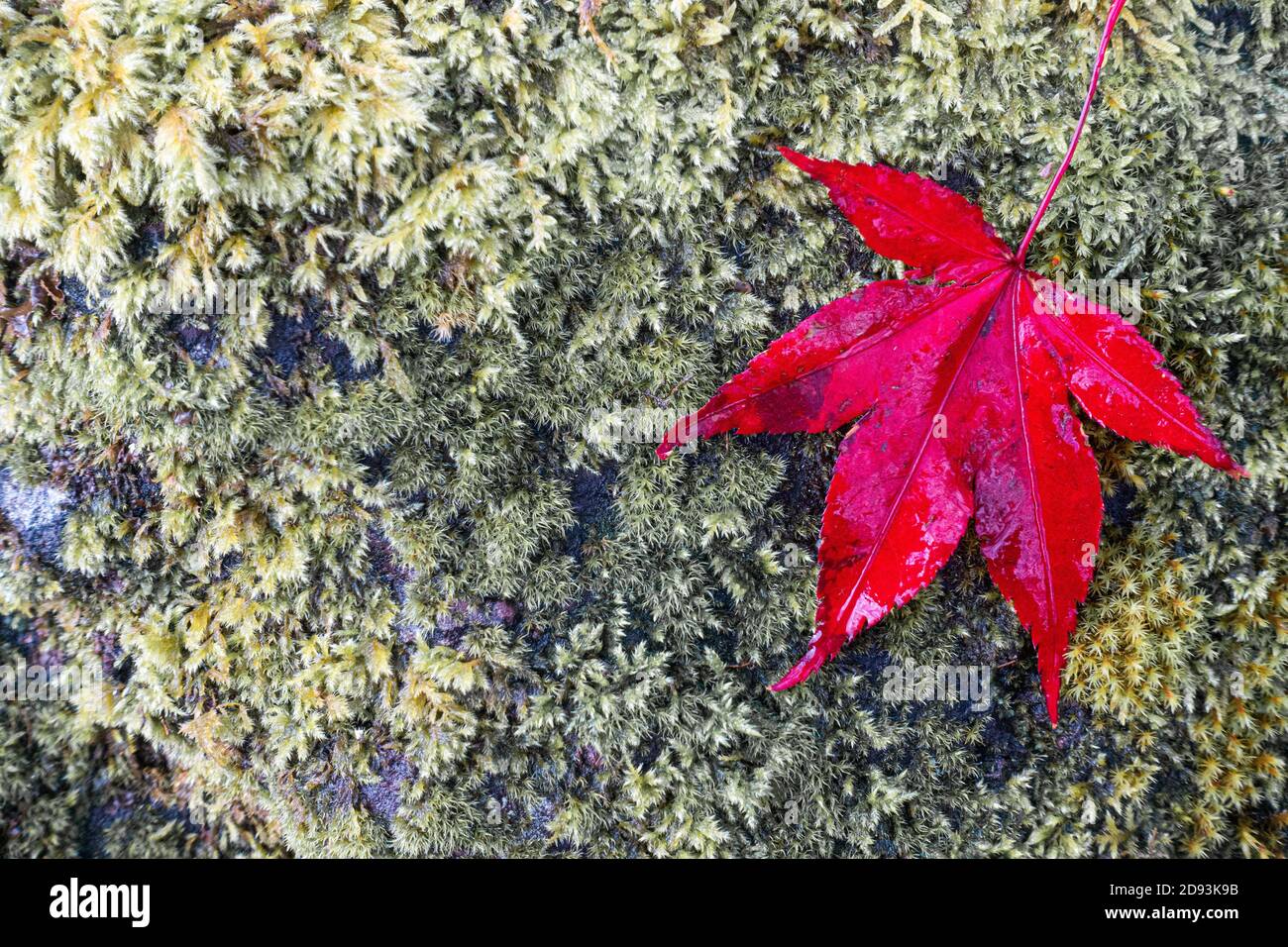 Green moss mossy maple tree hi-res stock photography and images - Alamy