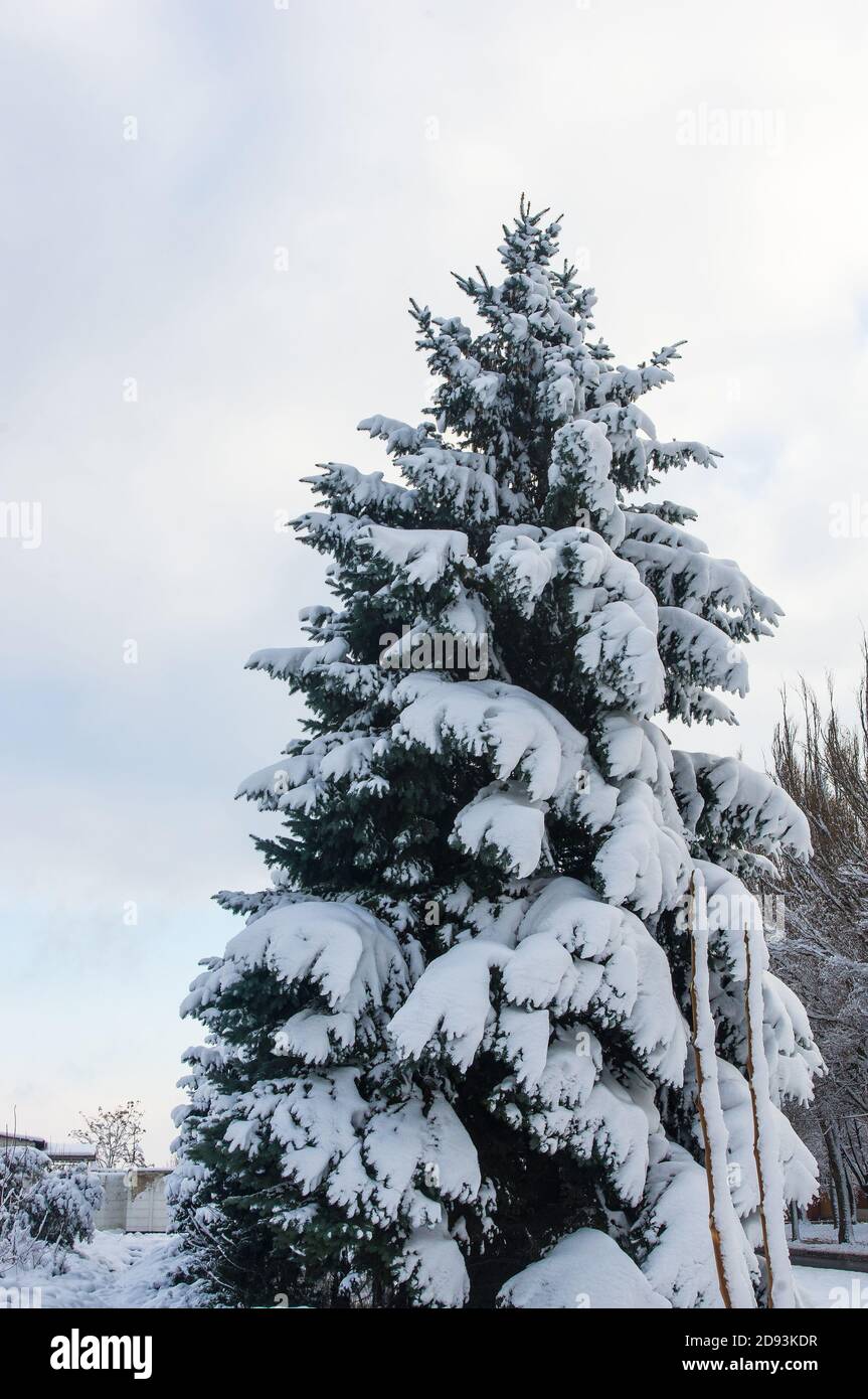 Green fluffy fir tree in the snow Stock Photo - Alamy