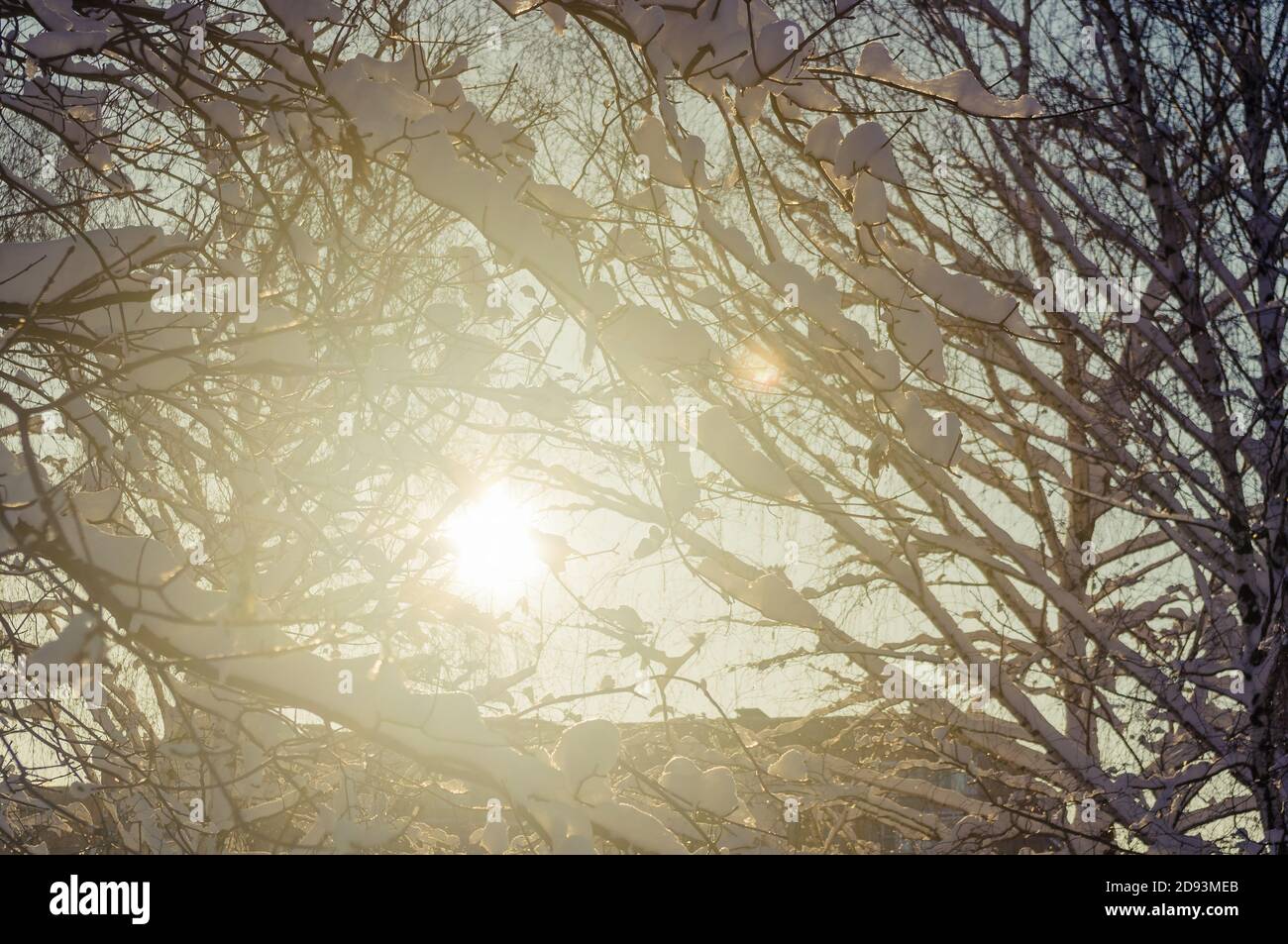 Winter landscape - snow and icicles on tree branches sparkle in the ...