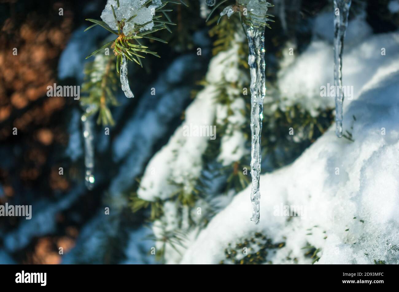 Winter landscape - snow and icicles on spruce branches sparkle in the ...