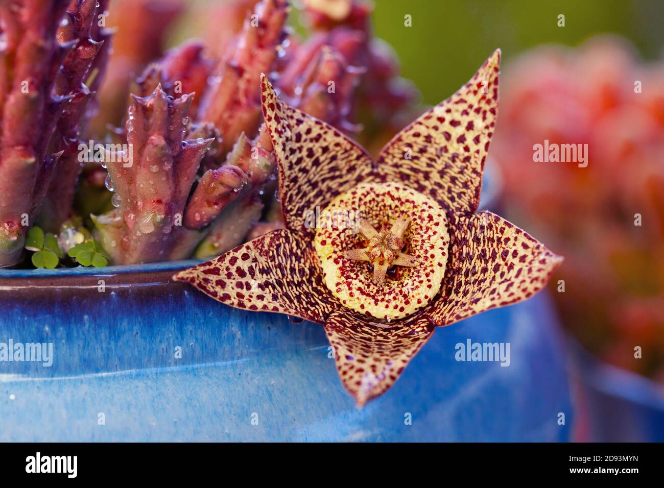 Zulu giant stapelia gigantea hi-res stock photography and images - Alamy