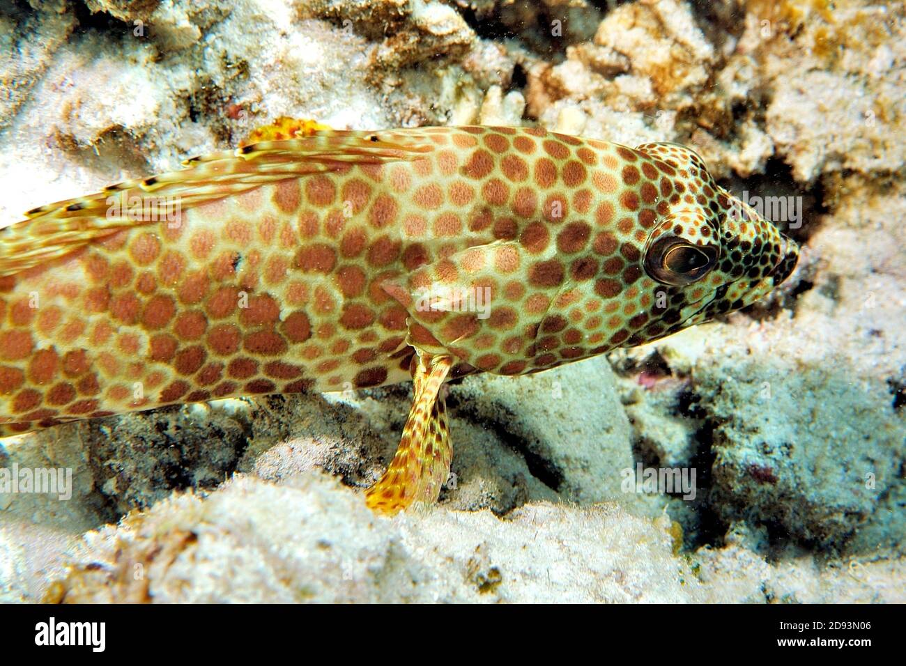 Black Spotted Grouper High Resolution Stock Photography and Images - Alamy