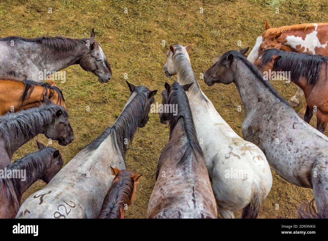 Animal stampede hi-res stock photography and images - Alamy