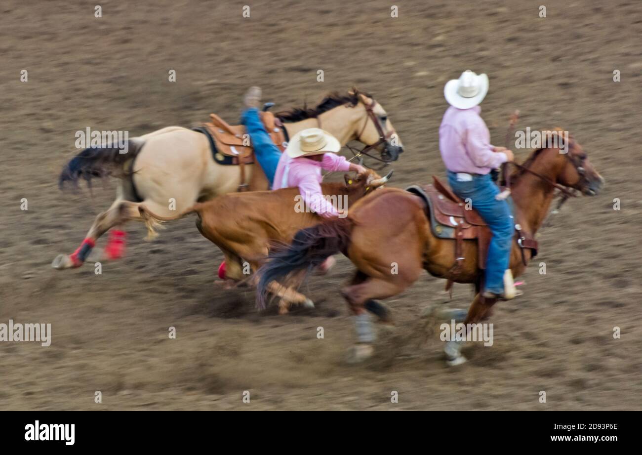 Rodeo show in the arena, steer wrestling where a rider chases a steer ...