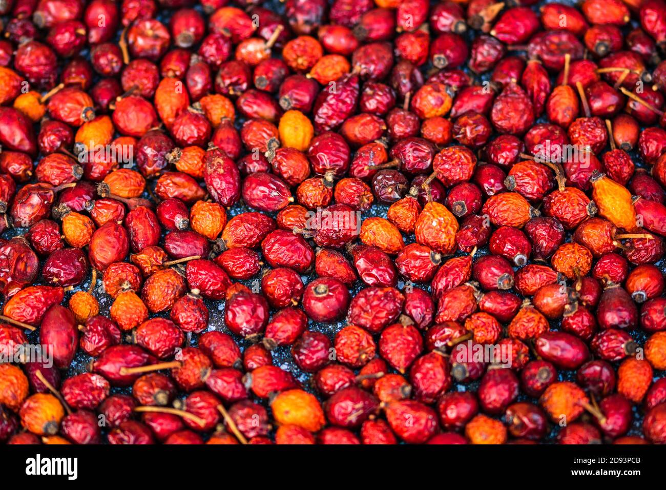 Selective focus on freshly picked rose hips fruits isolated. Background ...