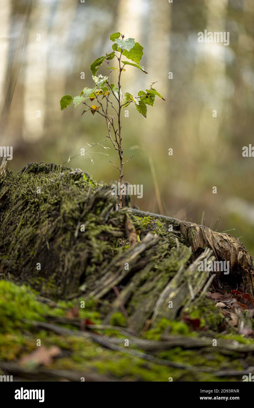 New life small twig growing on a log full of moss Stock Photo - Alamy