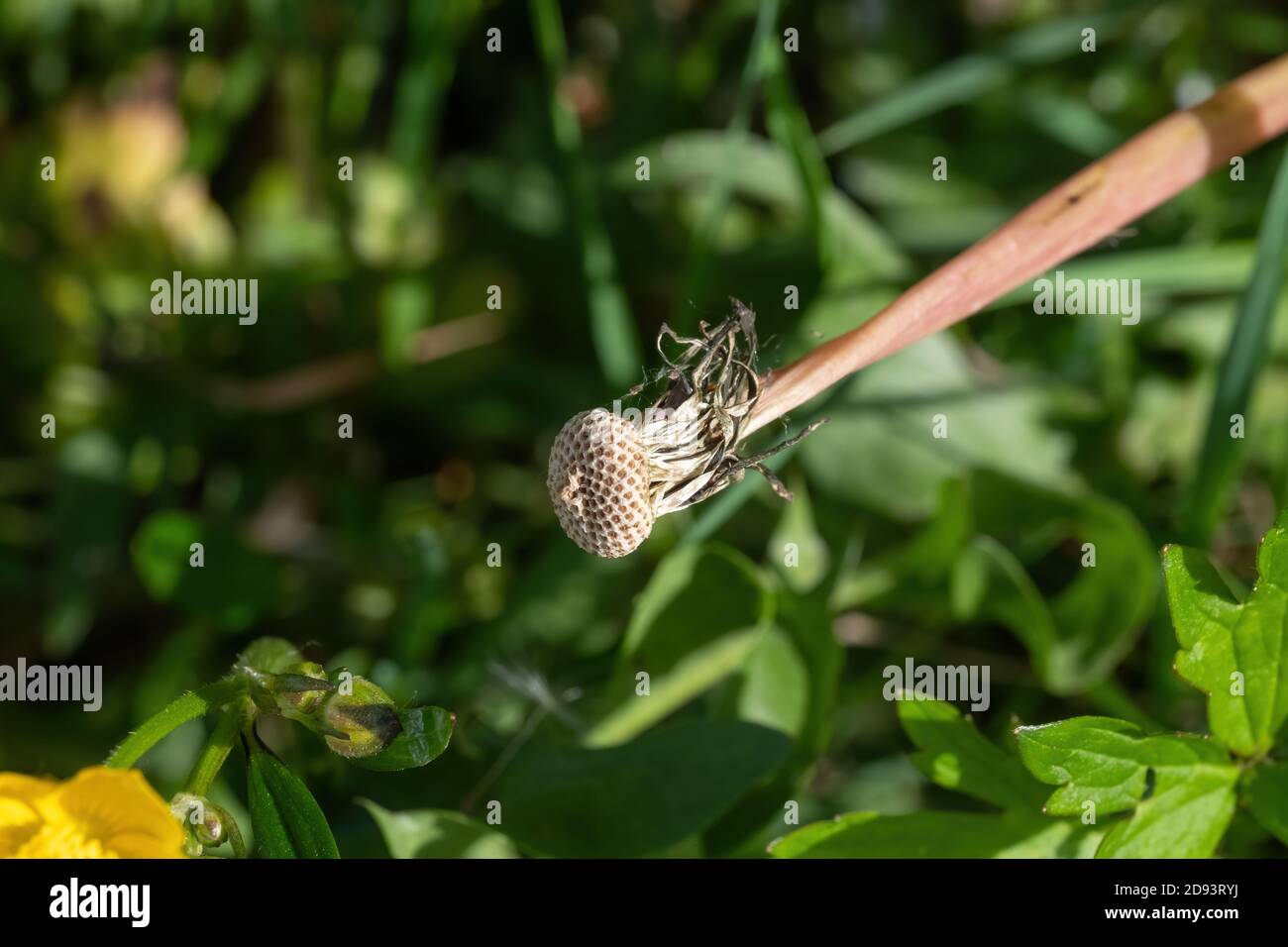 Macro photography of the overblown dandelion, natural background Stock ...