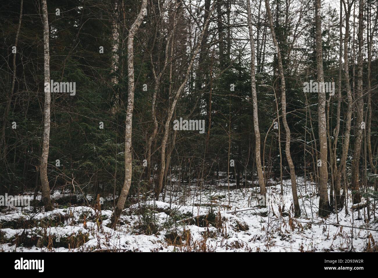 Row of aspen trees hi-res stock photography and images - Alamy