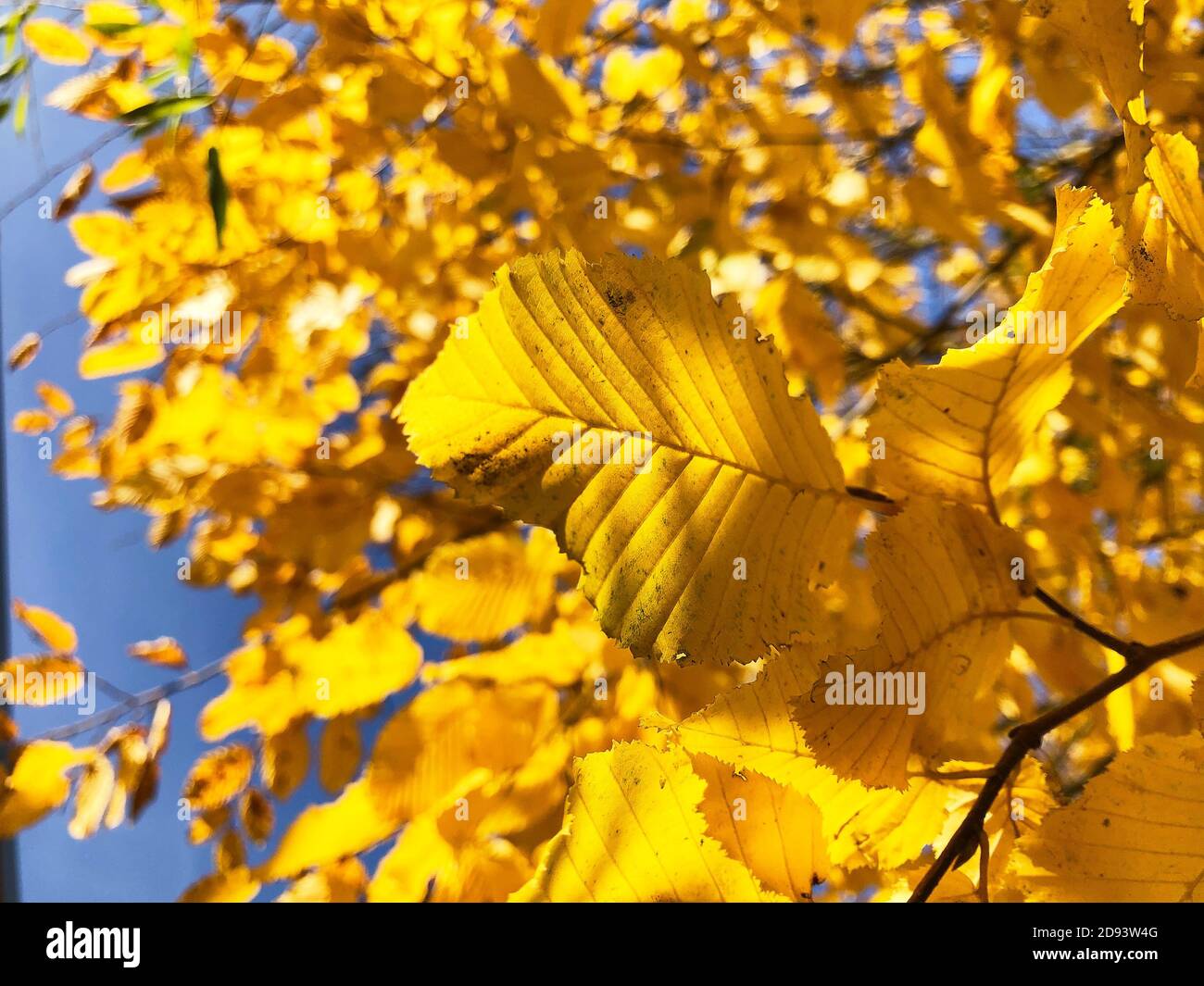 Yellow tree in the garden Stock Photo - Alamy