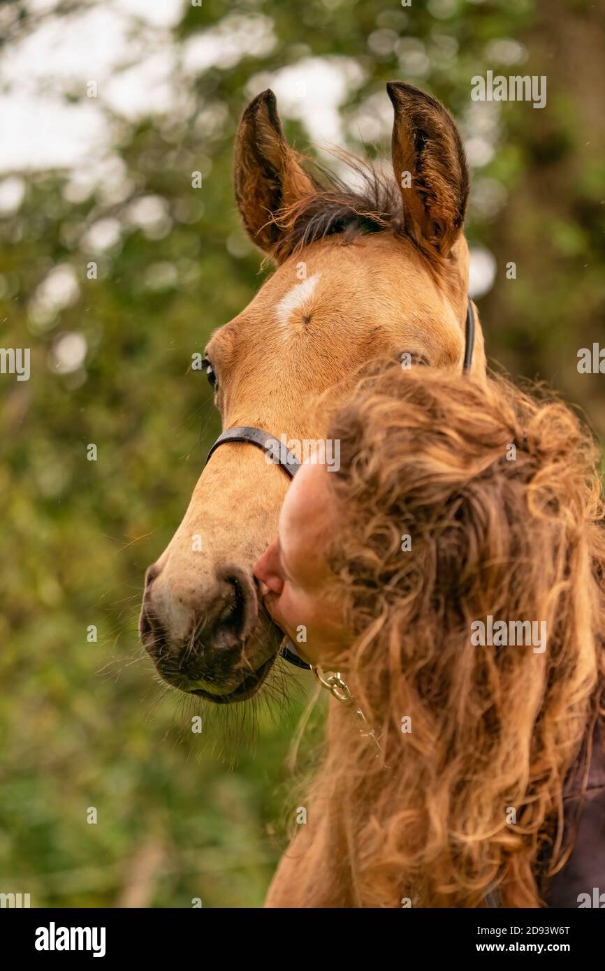 Dark Buckskin Foal