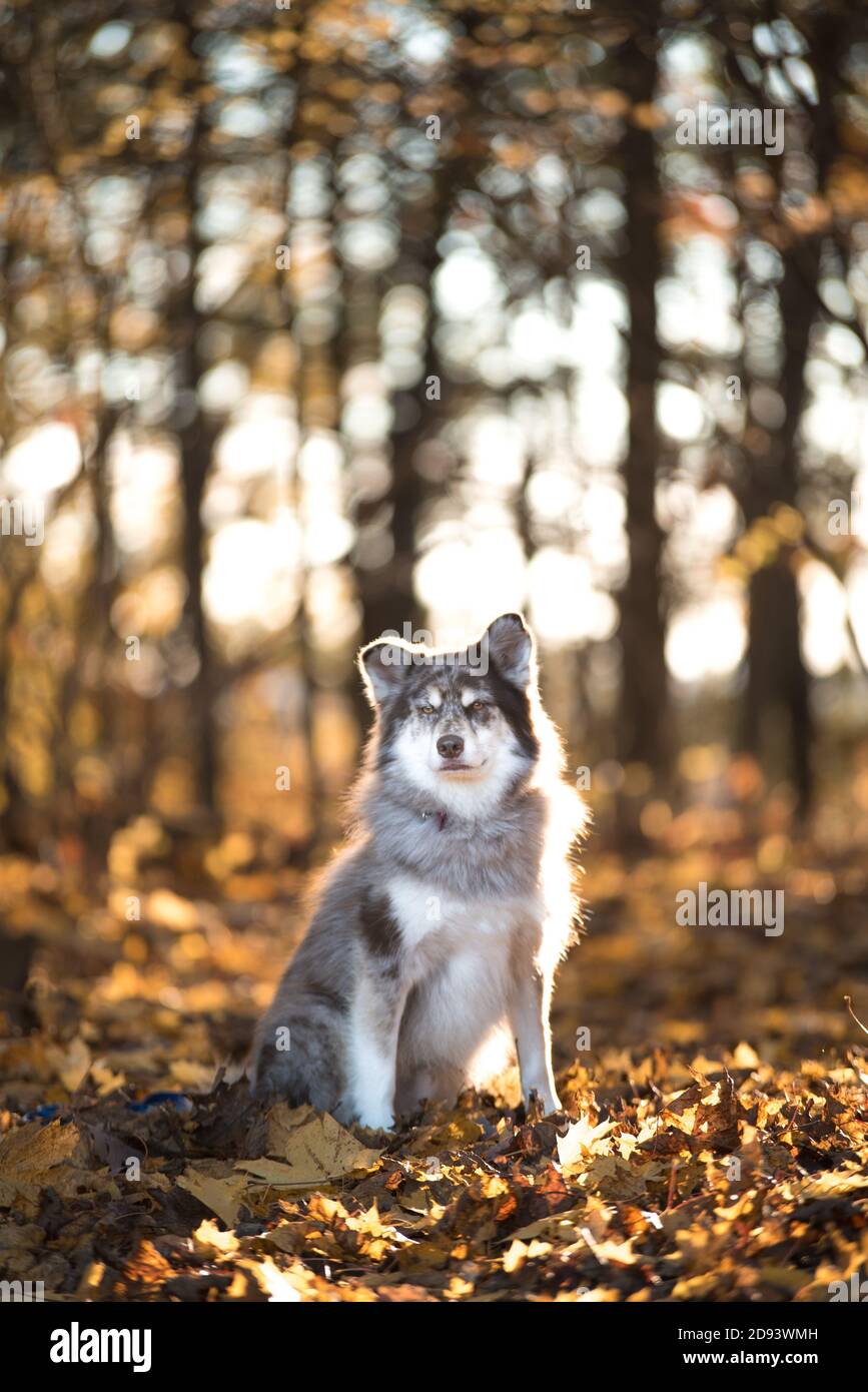 Husky dog in the fall wooded area in ohio Stock Photo - Alamy