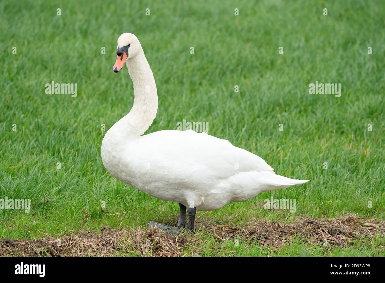 Swan full body shot hi-res stock photography and images - Alamy