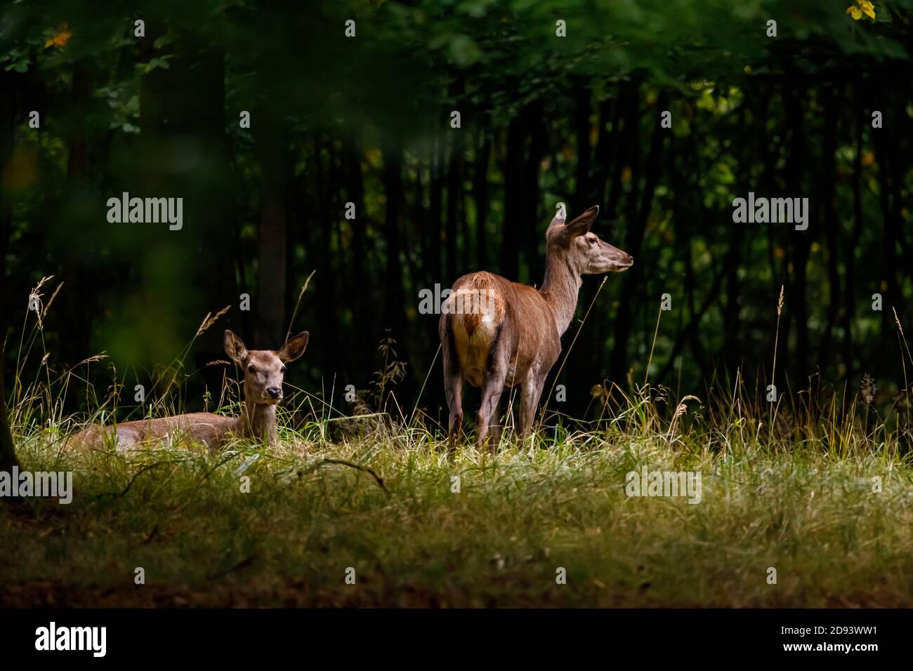 Female Deer in the Forest Stock Photo - Alamy