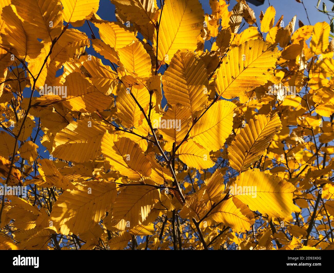 This wonderful colors in garden Stock Photo - Alamy