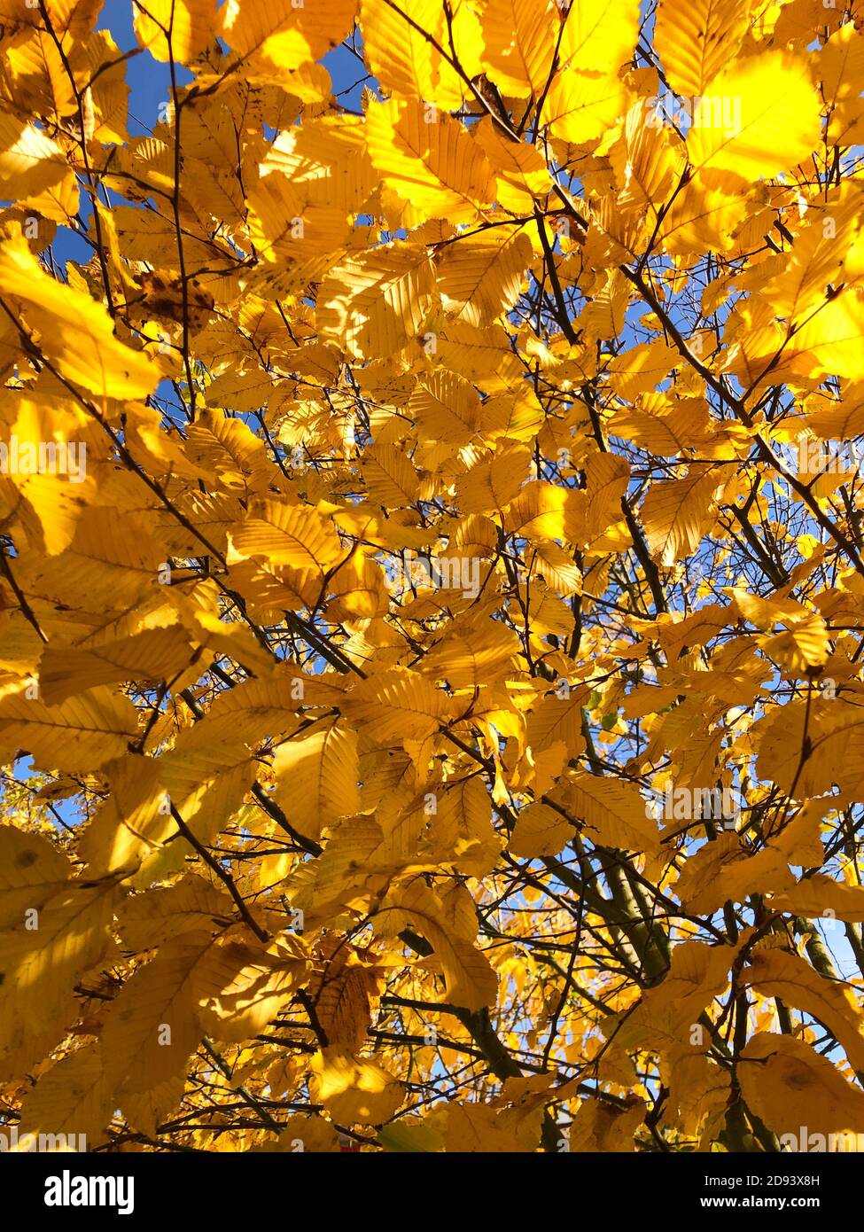 Seasonal photography hi-res stock photography and images - Alamy