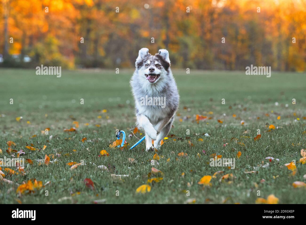 Husky dog in the fall wooded area in ohio Stock Photo - Alamy
