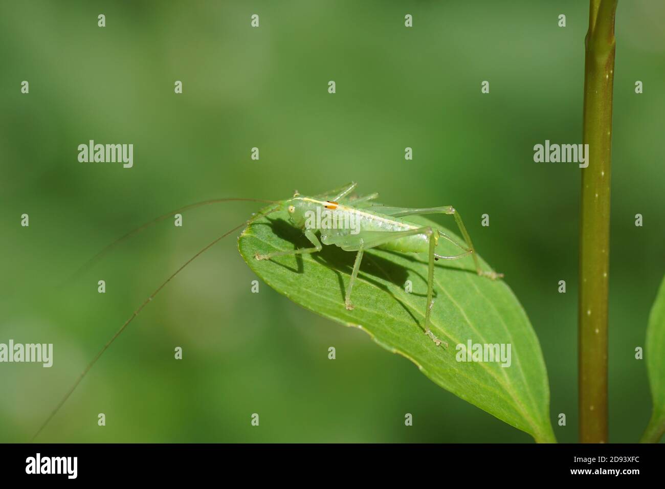 Southern oak bush cricket (Meconema meridionale). Subfamily ...