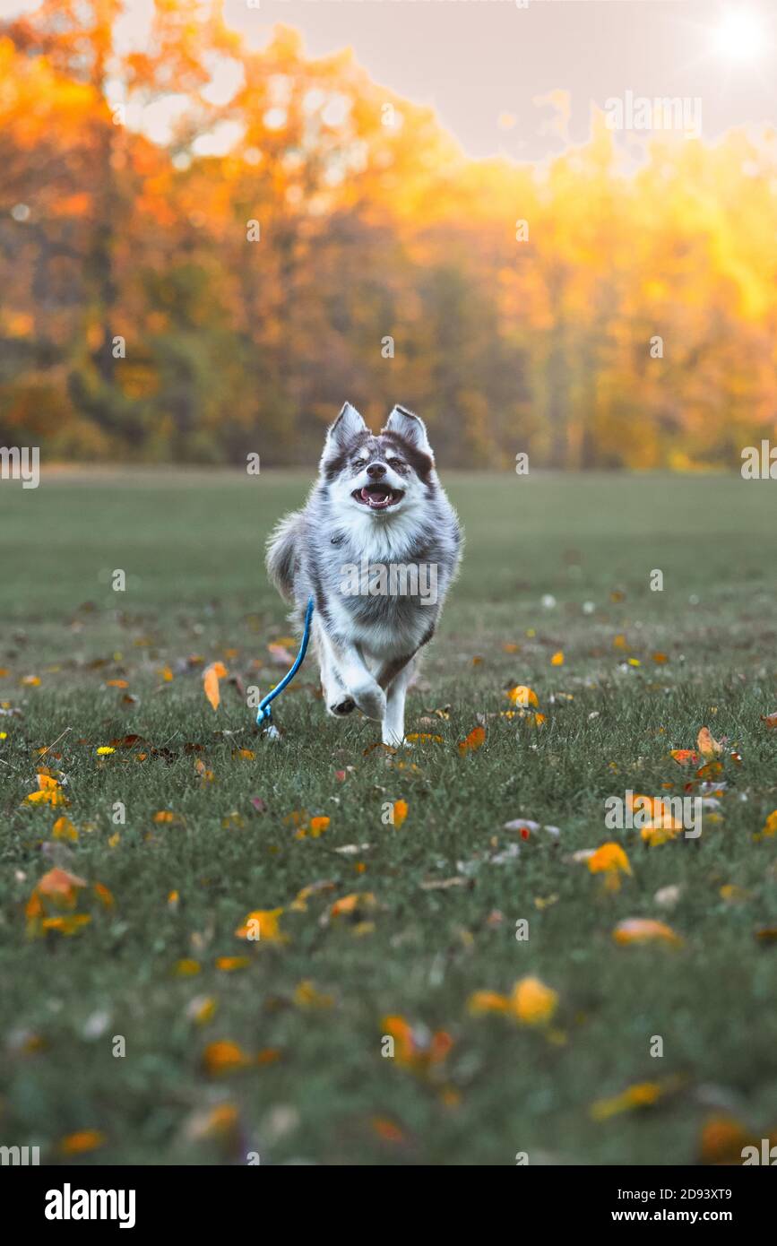 Husky dog in the fall wooded area in ohio Stock Photo - Alamy
