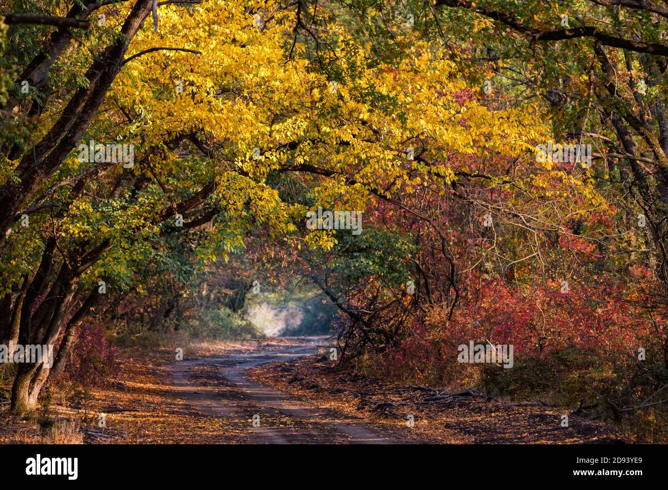 Golden road maine hi-res stock photography and images - Alamy