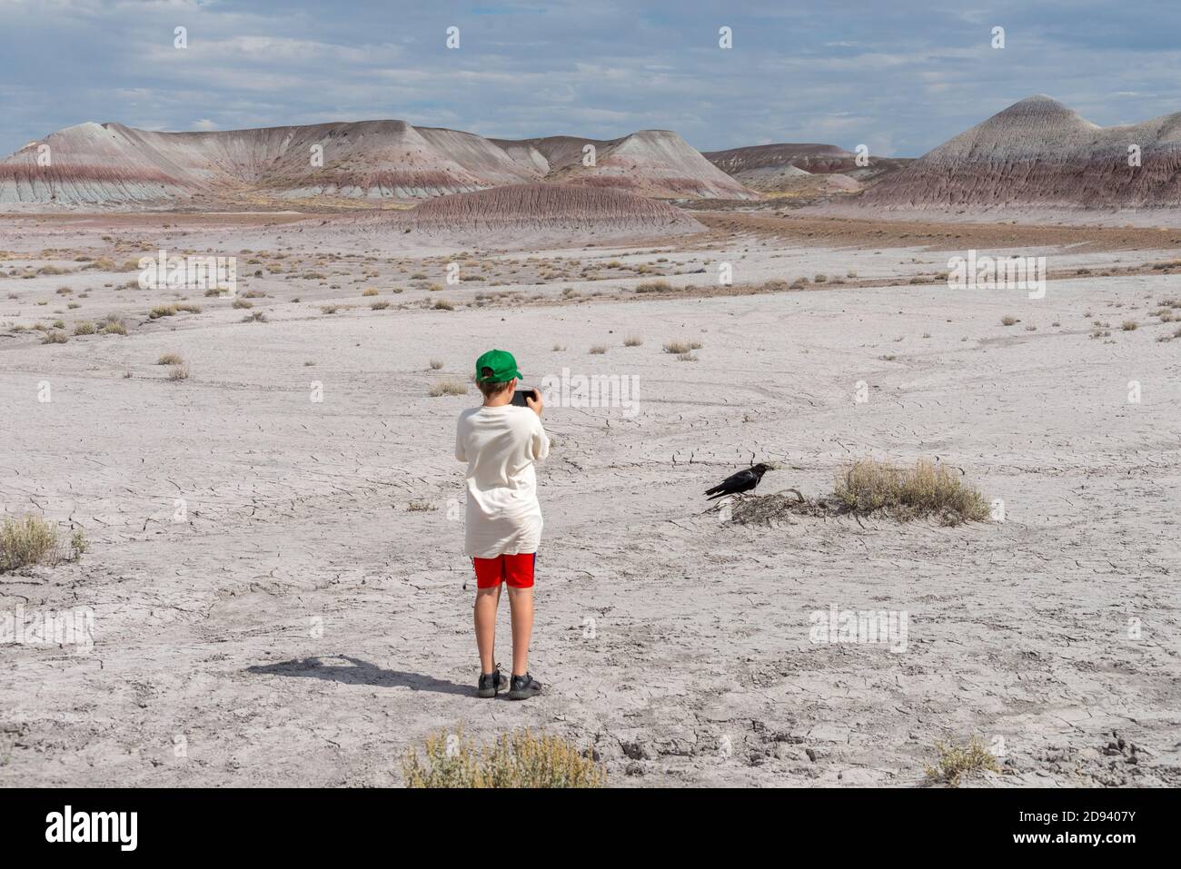 Petrified forest nps hi-res stock photography and images - Alamy