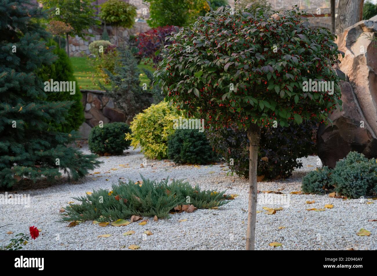 Photo of decorative tree with red fruits European Cornel Stock Photo ...