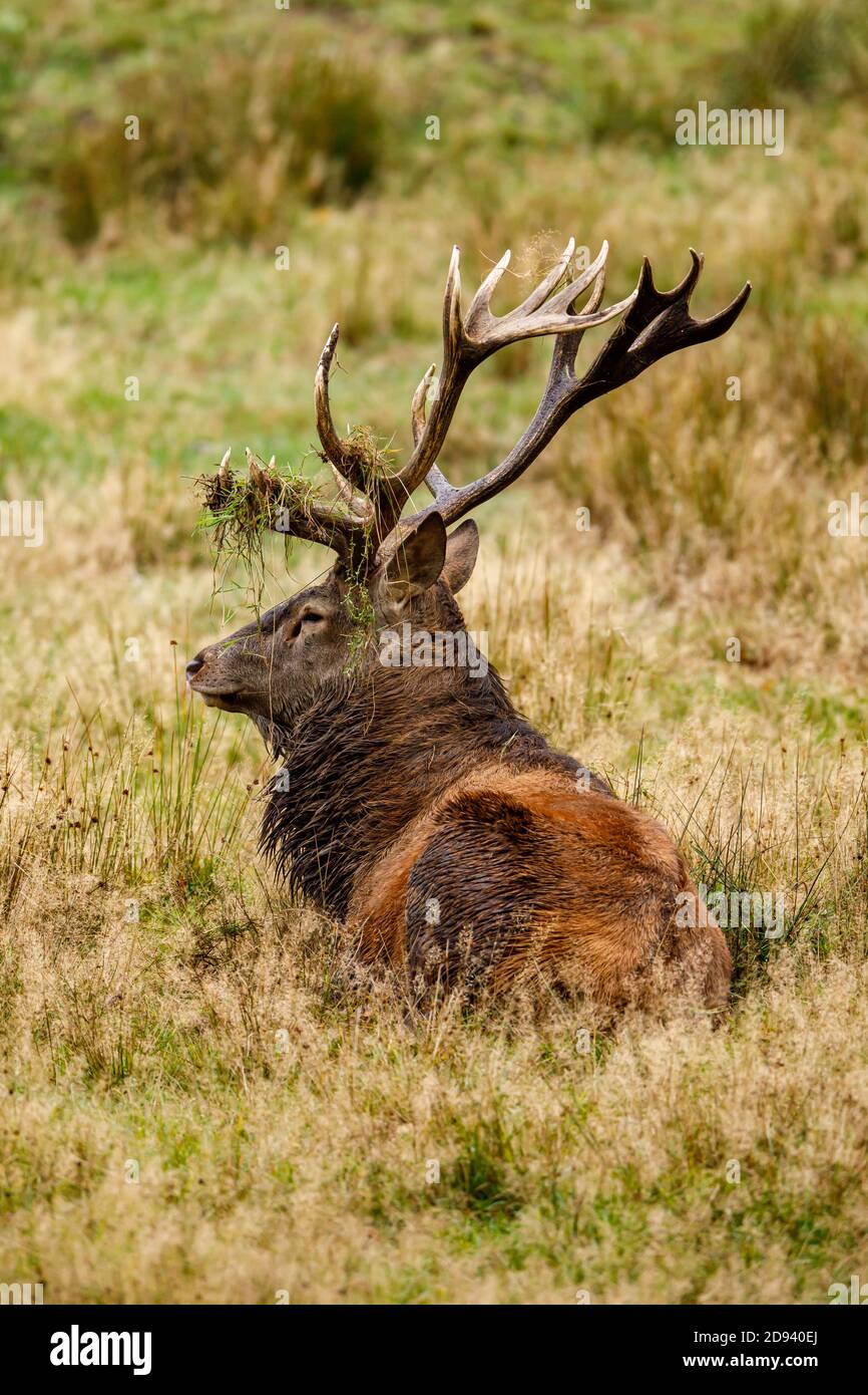Red Deer in a forest at rutting season Stock Photo - Alamy