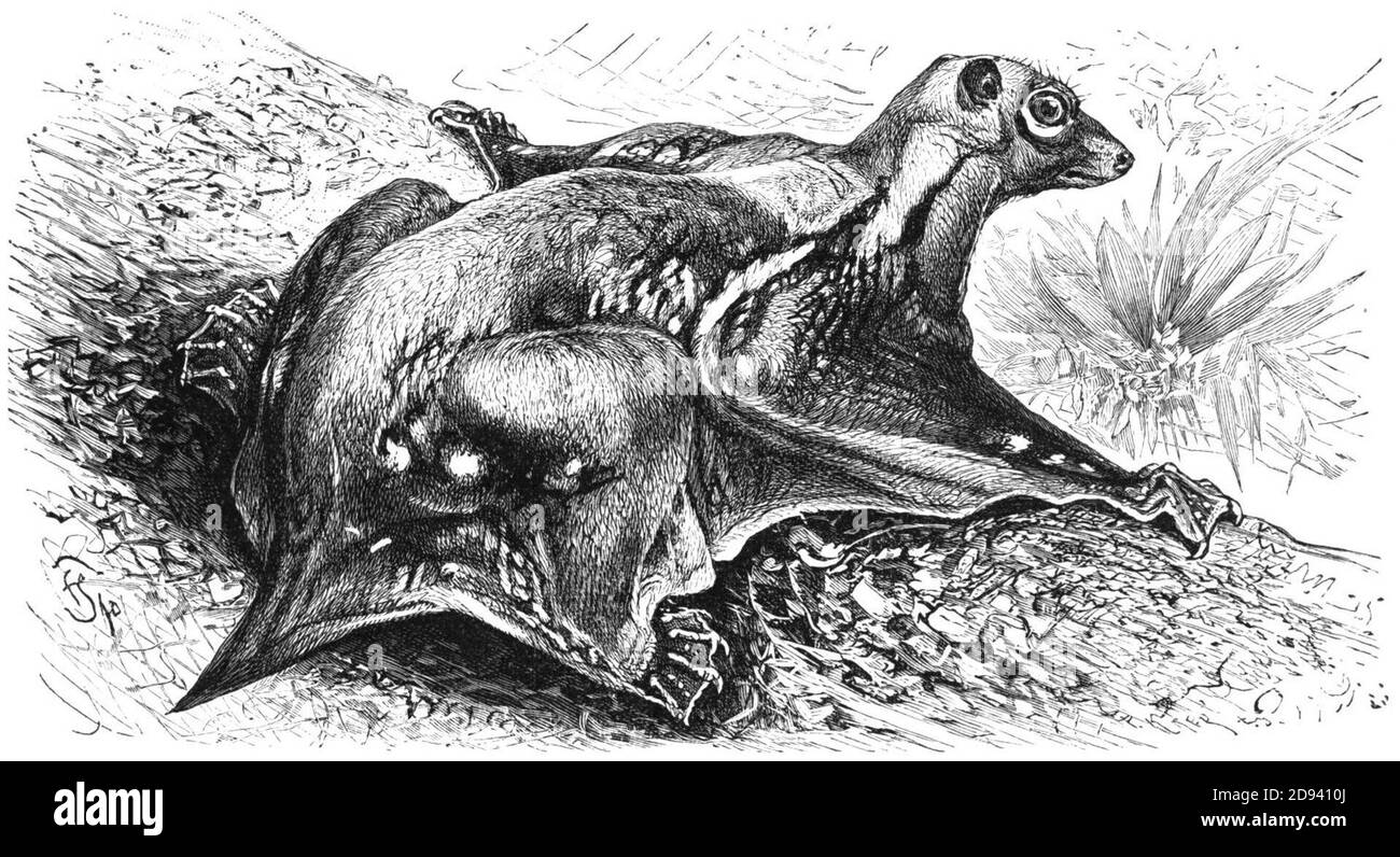 Kaguang hi-res stock photography and images - Alamy