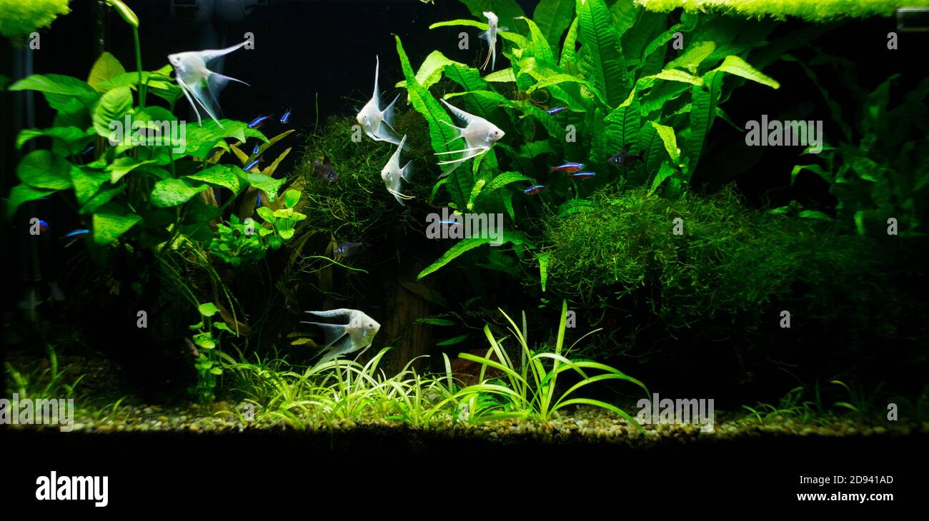 Fresh water planted aquarium with platinum silver angelfish Stock Photo ...