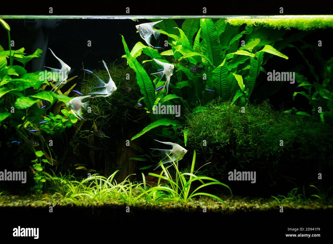 Fresh water planted aquarium with platinum silver angelfish Stock Photo ...
