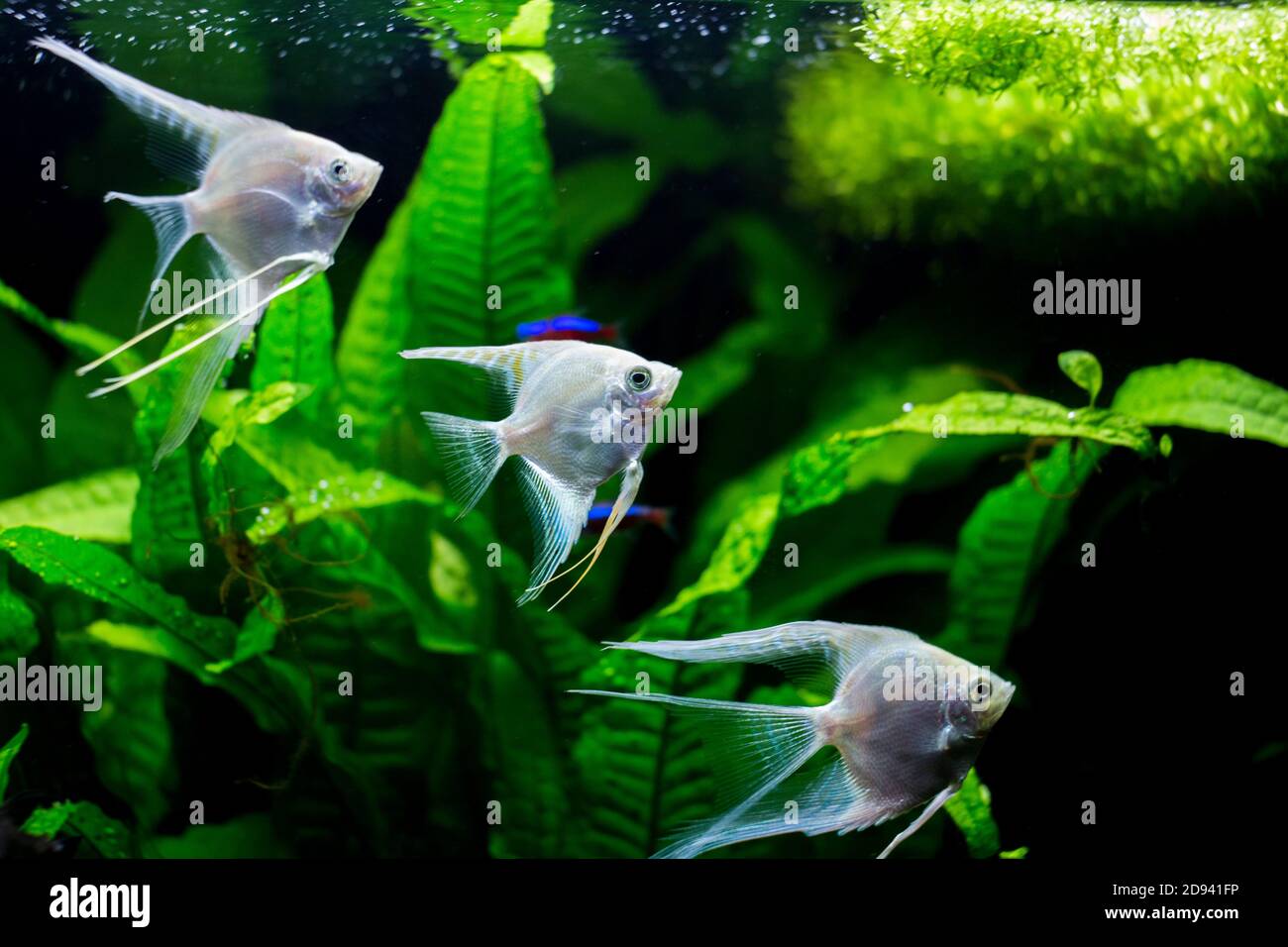 Fresh water planted aquarium with platinum silver angelfish Stock Photo ...
