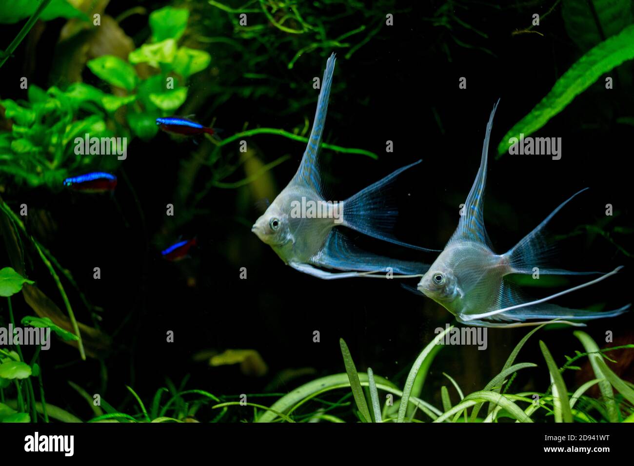 Fresh water planted aquarium with platinum silver angelfish Stock Photo ...